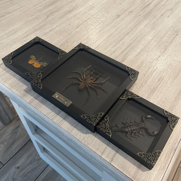 Scorpion Frame Taxedermy Black Wall Decor Gothic Artwork, Preserve ...