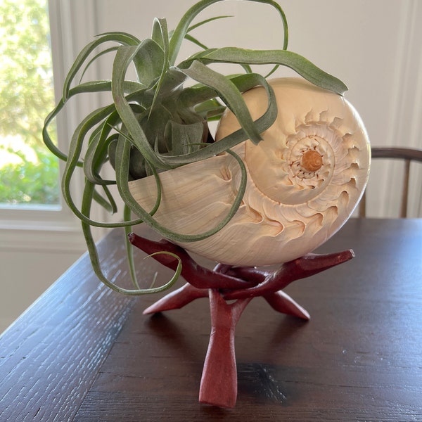 Large Wood Display Stand I Large Wooden Display Stand I Conch Shell ...