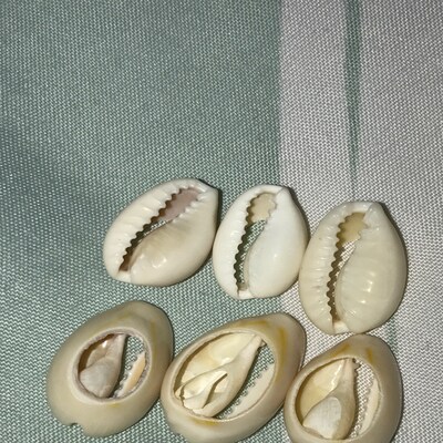 50 Small Cowrie Shell, Natural Sea Shell Money Shell Bead, Cut Back No ...