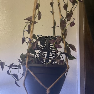 Houseplant Trellisskeletonrib Cageplant Artindoor Garden Decorfor Heart ...