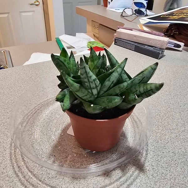Sansevieria Dwarf Boncel - Rare Mini Snake Plant - Live Plant in 3” Pot ...