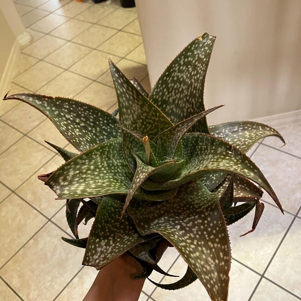 3g Aloe Excelsa,rarely Seen in Cultivation.seed Grown From South ...