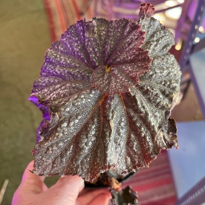 Rex Begonia 'ruby Slippers' BFF Exclusive - Etsy