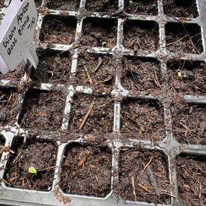 Billy Button Seeds, Craspedia, Billy Balls, Craspedia Globosa CD0150 - Etsy