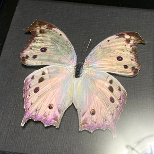 Real Tiny Blue Butterfly Framed Taxidermy Jamides Euchylas - Etsy