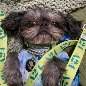 Silver Iced Out Cuban Link Dog Chain/ Custom Dog Chain, Handmade Dog ...