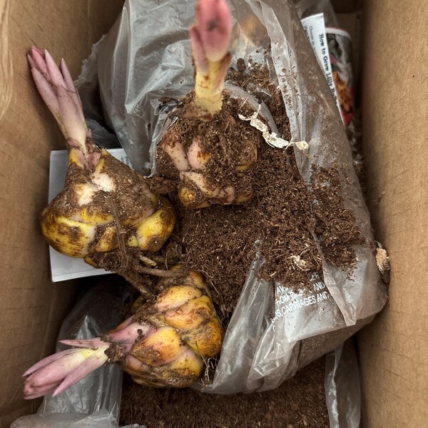 3 Musa ‘poquito’ Banana Tree/ Banana Tree in 4 Inch Cups (one Plant per ...