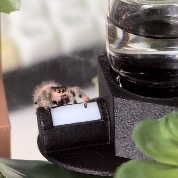 The Original Jumping Spider Water Station Hanging Magnetic Wicking ...