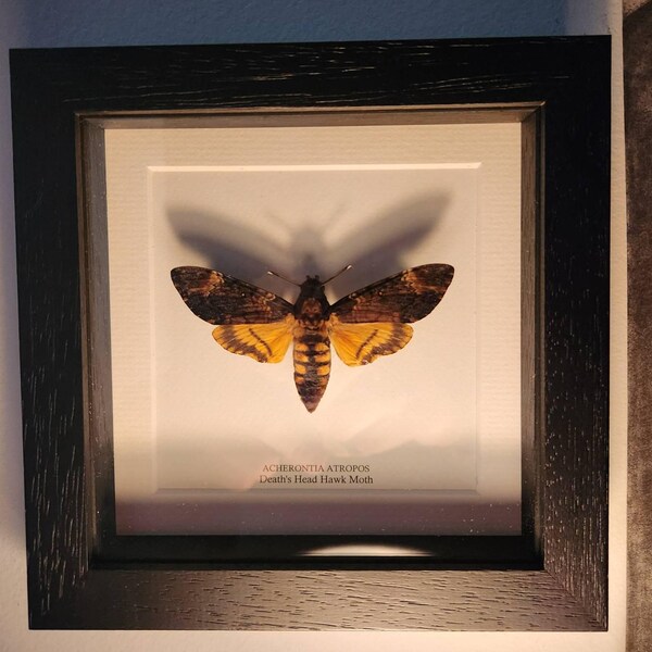 Filipino Atlas Moth Male & Female Pair in Box Frame (attacus Lemairei ...