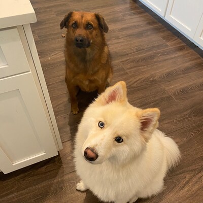 Cheese Chompers Devon's Doggie Delights Homemade Dog Treats - Etsy