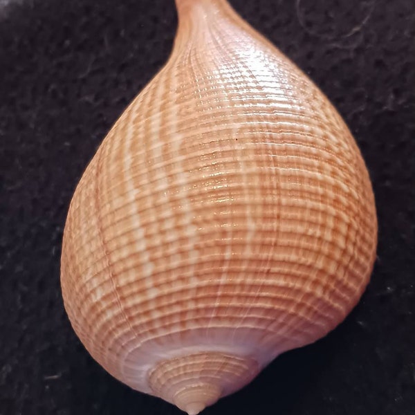 Paper Fig Shell (5") | 1 Piece - Etsy