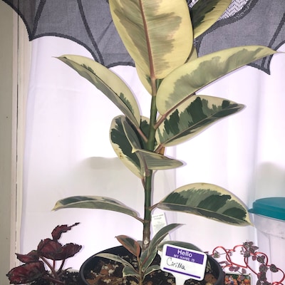 Manjula Pothos-rare High Variegated Manjula Pothos-indoor Plant ...