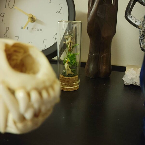 Crown Bone Jar Terrarium Rodent Skull and Bones Natural Stones - Etsy