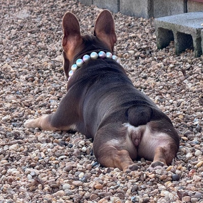 Flamingo Floaty Pool Party Beaded Dog Collar, Collar, Dog Collar, Dog ...