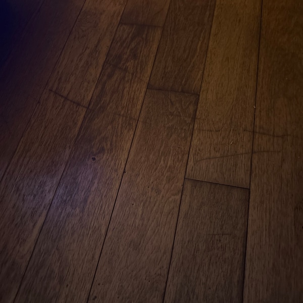 Crow - CORVUS - Kraai , LUXURY Mini Dome - Heketa - Etsy