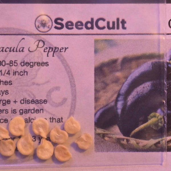 Giant Gerbera Daisy Hybrid Seeds Mix, Gerbera Jamesonii GE0110 - Etsy