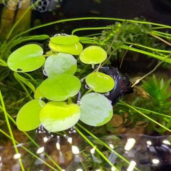 Narrow Leaf Anacharis, Egeria Najas, Live Aquarium/aquatic/background ...
