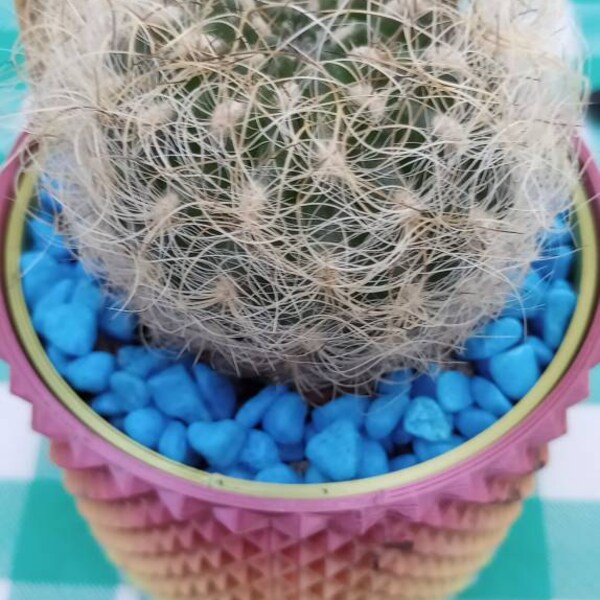 Monadenium Ritchei Rare Item Live Succulent - Etsy