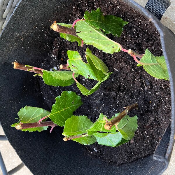 5 Fresh Damson Plum Cuttings • Unrooted Prunus Wood for Propagation ...