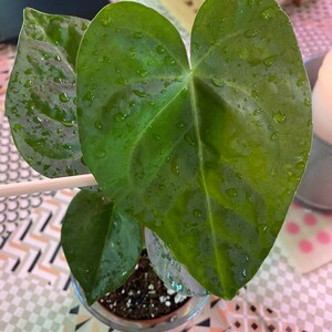 Hoya Kicki Hoya Hybrid Rooted Plant Shipped in 2.5 Pot - Etsy