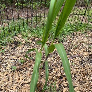 5 Fresh Cutting Vines No Root Puerto Rico Sweet Potatoes Strong to Grow ...
