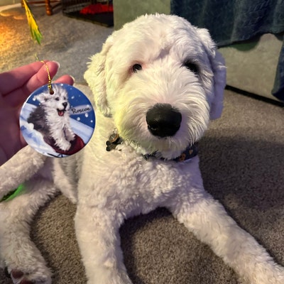 Sable Tri Color Blue Merle Shelties christmas - Etsy