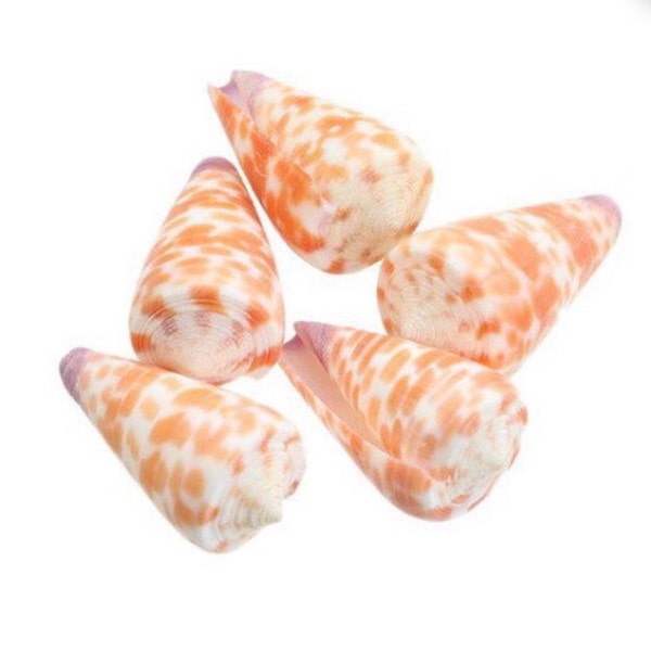 Polished Conus Betulinus Beech Cone 3-4" Yellow Beige Seashell - Etsy