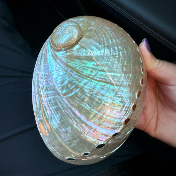 Polished White Abalone Shell, Coastal Table Decor, Smudge Bowl (5 Inch ...