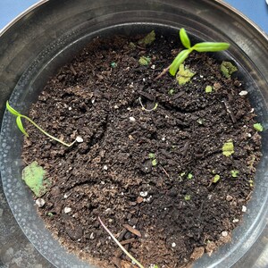 Snake Pod Laranja Nut is the Fruit of the Buriti Palm Buriti Fruit Skin ...