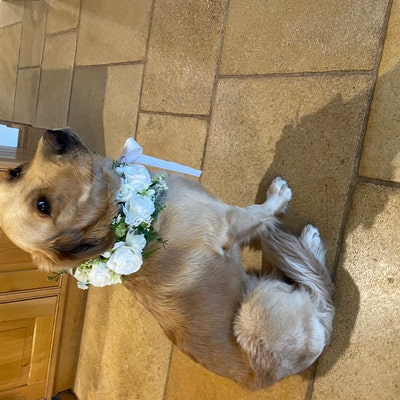Dog Flower Garland,silk Flower Wedding Collar, White Ribbon Sash Neck ...