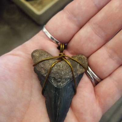 Giant Ice Age Capybara Fossil Set - Etsy