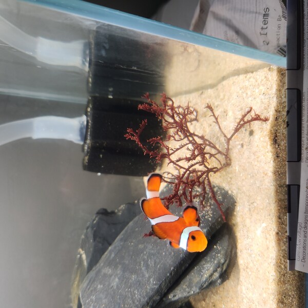 Live Frag Purple Fauchea Macro Algae Marine Saltwater Plant Reef ...