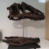 Life Size Utahraptor Skull - Etsy Canada