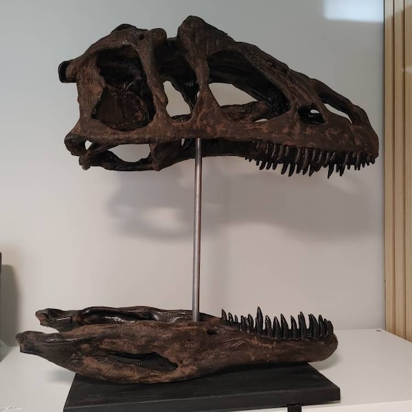Life Size Utahraptor Skull - Etsy Canada