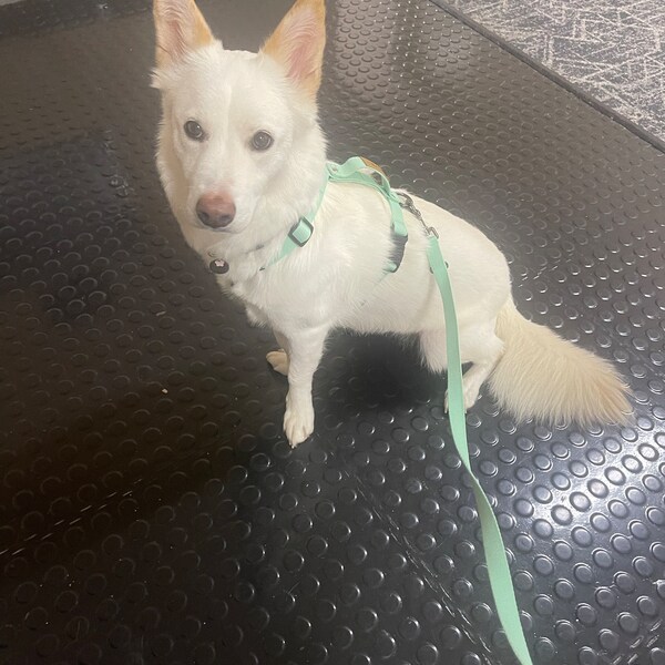 Lof Dog No Pull H-type Harness With Handle, Designed to Fit Dogs Body ...