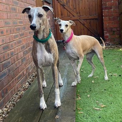 Greyhound, Lurcher, Whippet Snood Neck Warmer Scarf. Handmade With ...