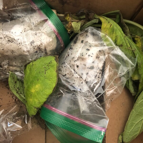 Freeze Dried Organic Comfrey Leaves Fresh Cut! Use This Instead as ...