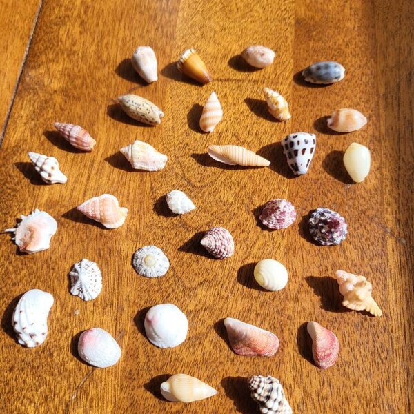 Japanese Turban Shell Lid / Sea Shells / 100% Natural & Genuine / for ...