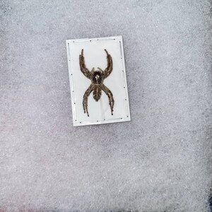 Huechys Sanguinea, Black and Scarlet Cicada, Real Cicada, Entomology ...