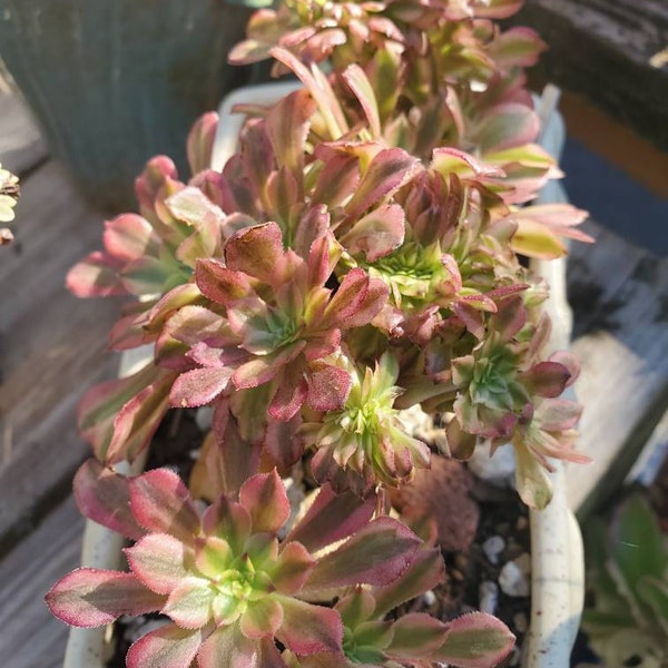 Aeonium With a Baby . Variegated Succulents. Variegated Aeonium. - Etsy