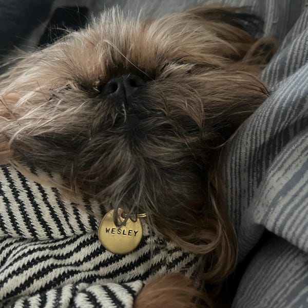 NICO Small: Luxury Hand Stamped Personalized Custom Pet ID Tags for ...