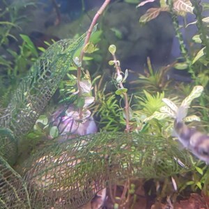 Fully RED Plants With Pogostemon Helferi Downoi, Bundle, pearlingplants ...