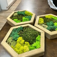 Hexagon Moss Wall Art Moss Wall Decor Preserved Moss Art Framed Moss ...