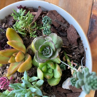 3 Large Blue Chalk Sticks Cuttings Senecio Mandraliscae - Etsy