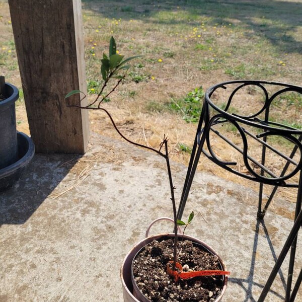 5 Surecrop June Bearing Live Strawberry Roots. Zones 5-8. - Etsy