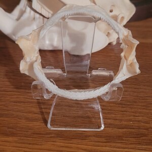 Stag Beetle - Dorcus Alcides A1 Unspread and Unmounted for All Your Art ...