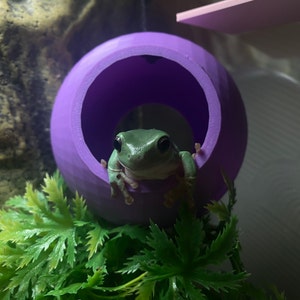 FROG SWING GECKO Swing Chives Ultimate Swing Ledge for - Etsy