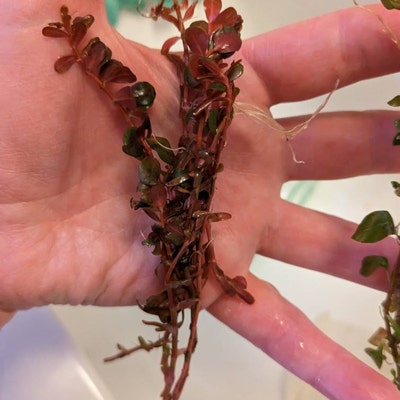 Fully RED Plants With Pogostemon Helferi Downoi Freshwater - Etsy