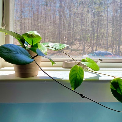 Hoya Kalimantan UT-158 in 4.5pots Rare Hoya Wax Plant Veined Attractive ...