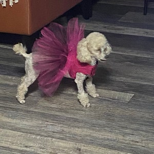 Star Spangled Girl Dog Harness Dress Xxsmall to 4xlarge Dog - Etsy